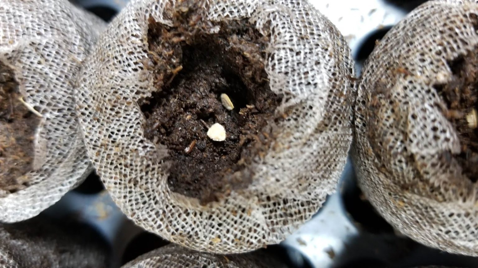 How to Plant Seeds Under Grow Lights, A Step-By-Step Tutorial - Let's ...