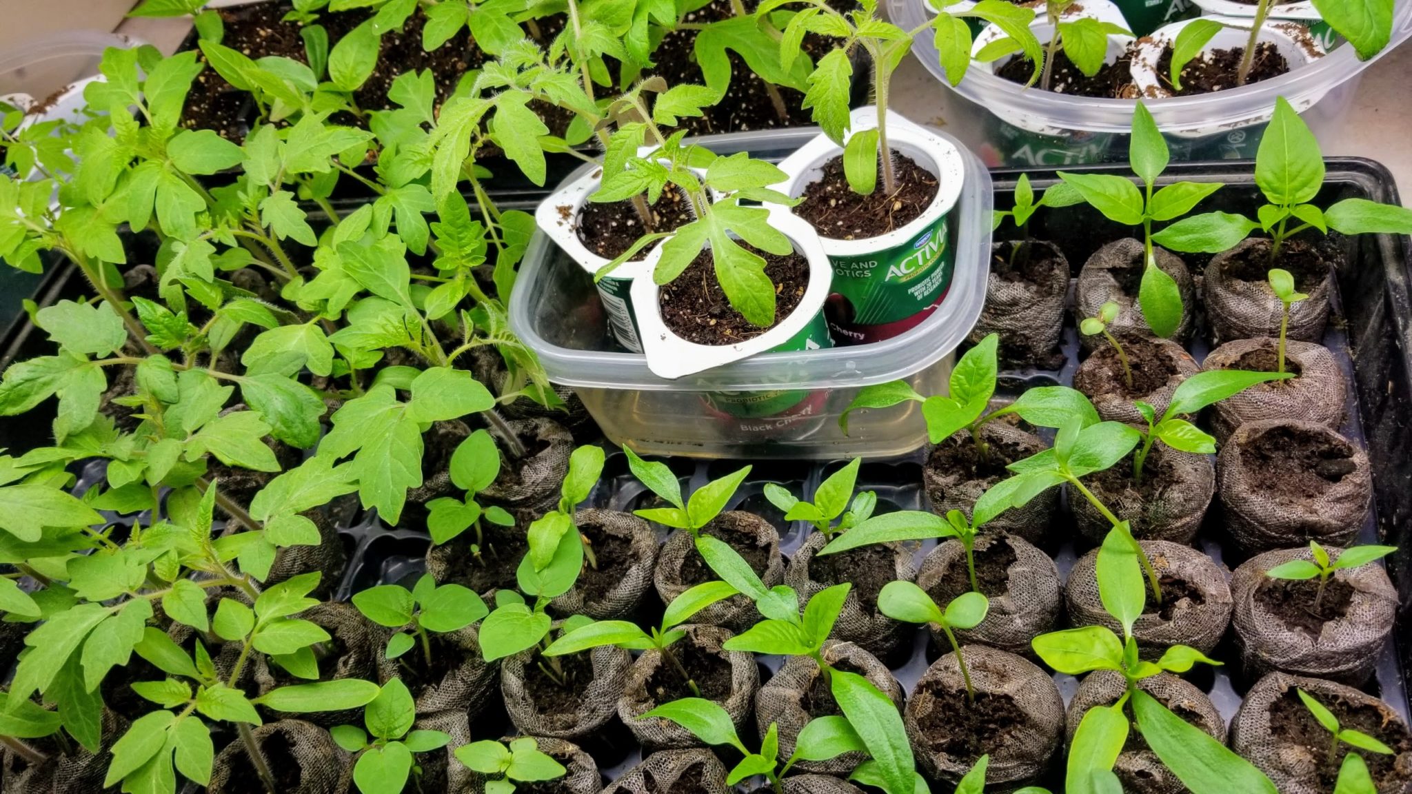 How to Plant Seeds Under Grow Lights, A Step-By-Step Tutorial - Let's ...