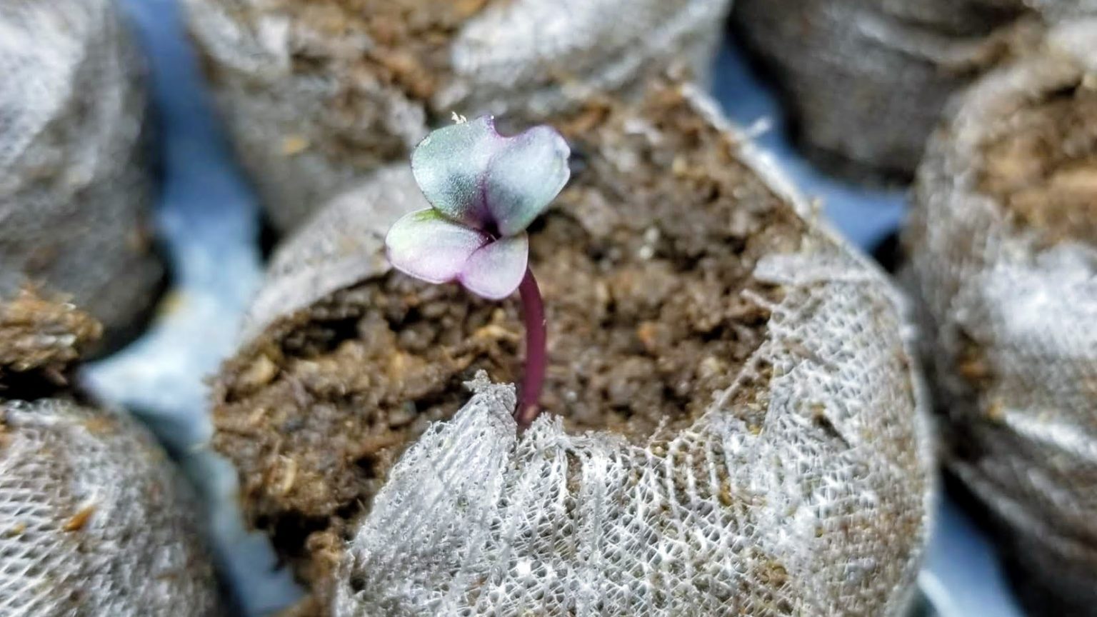 How to Plant Seeds Under Grow Lights, A Step-By-Step Tutorial - Let's ...